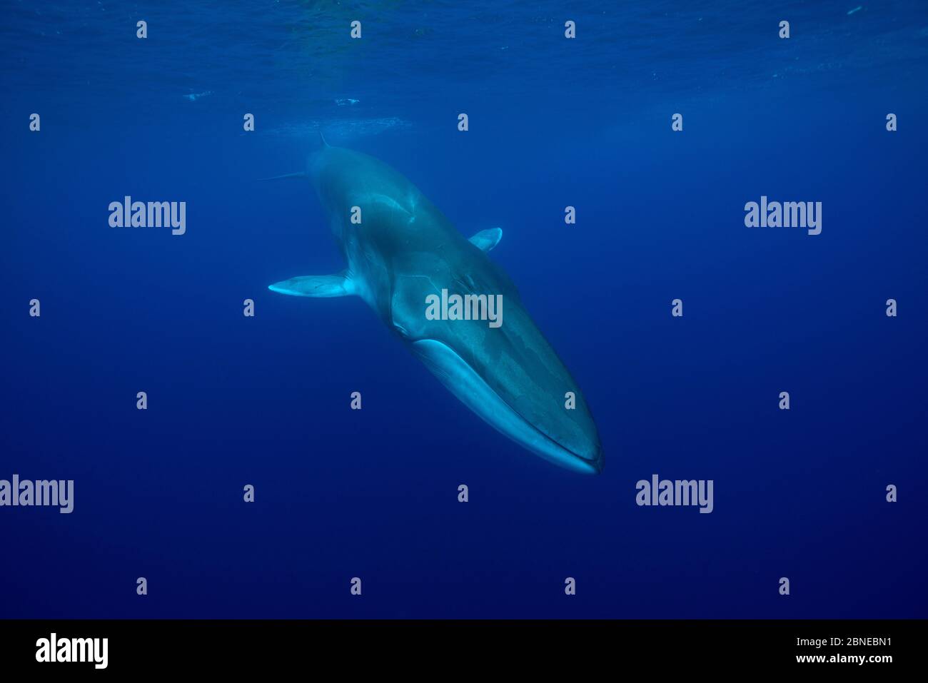 Balaenoptera physalus underwater hi-res stock photography and images ...