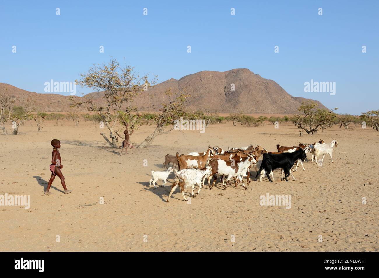 Himba girl herding goats hi-res stock photography and images - Alamy