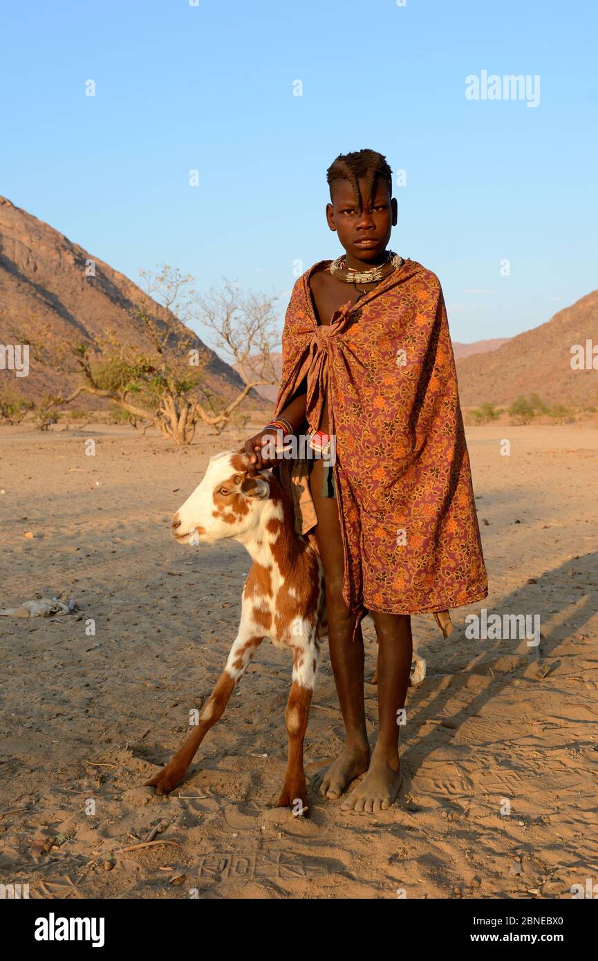 Himba Girl With Traditional Double Plait Hairstyle With Goat