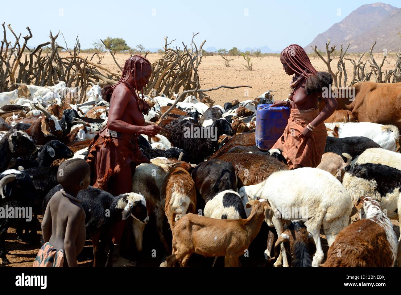 Himba women with herd of goats and sheep at the waterpoint during dry ...