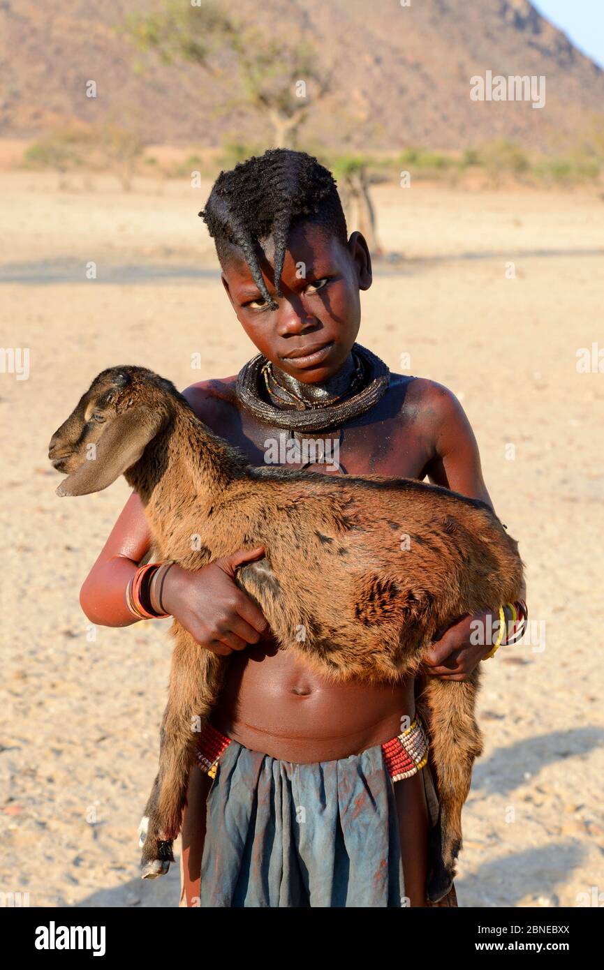 Himba girl with traditional double plait hairstyle, carrying a goat ...