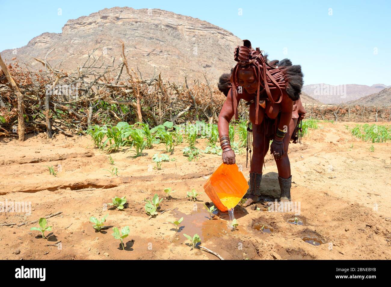 Himba Woman Watering Her Maize Crop During Dry Season Marienfluss