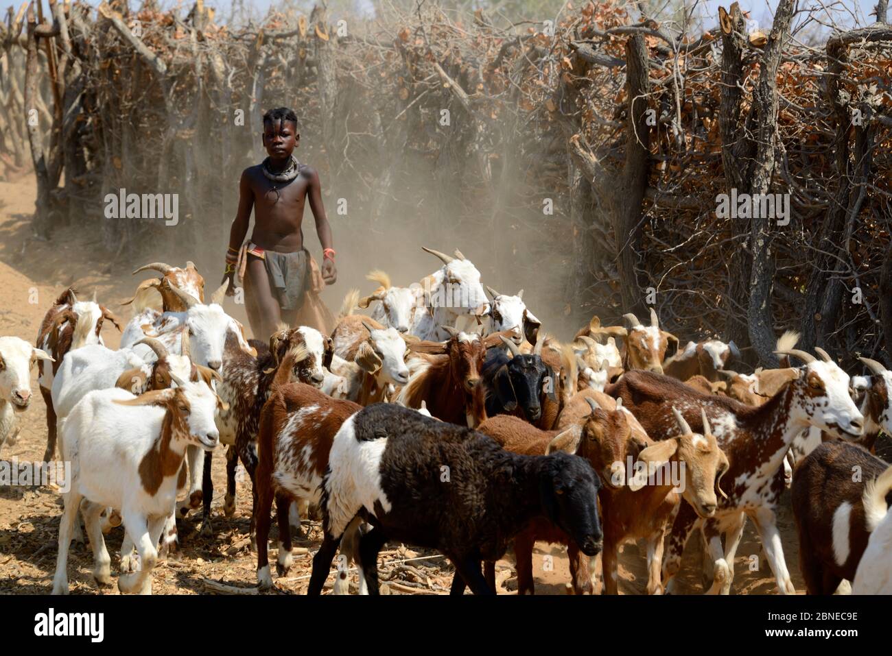 Himba girl leading cattle, goats and sheep, to the waterpoint ...