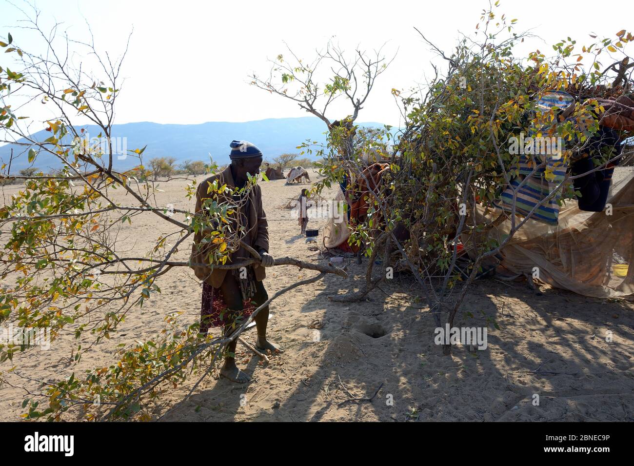 Elderly himba man, community chief, fixing branches of mopane tree next ...