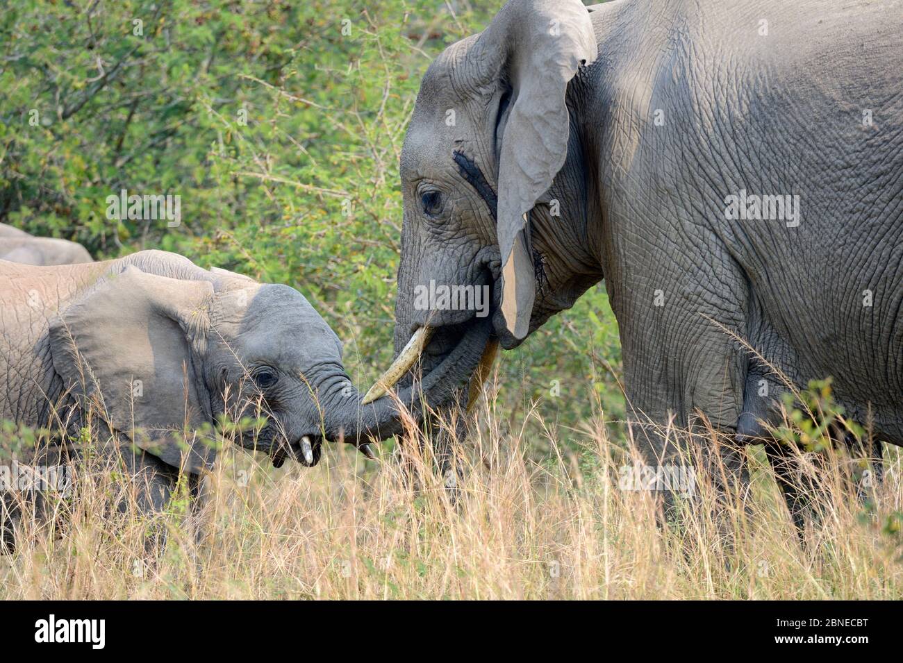 African elephant (Loxodonta africana) female and calf, Queen Elizabeth ...