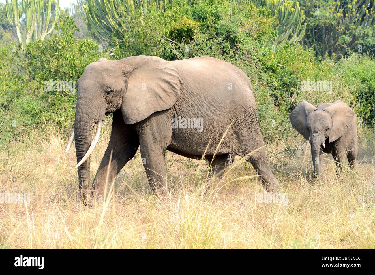 African elephant (Loxodonta africana) female and calf, Queen Elizabeth ...