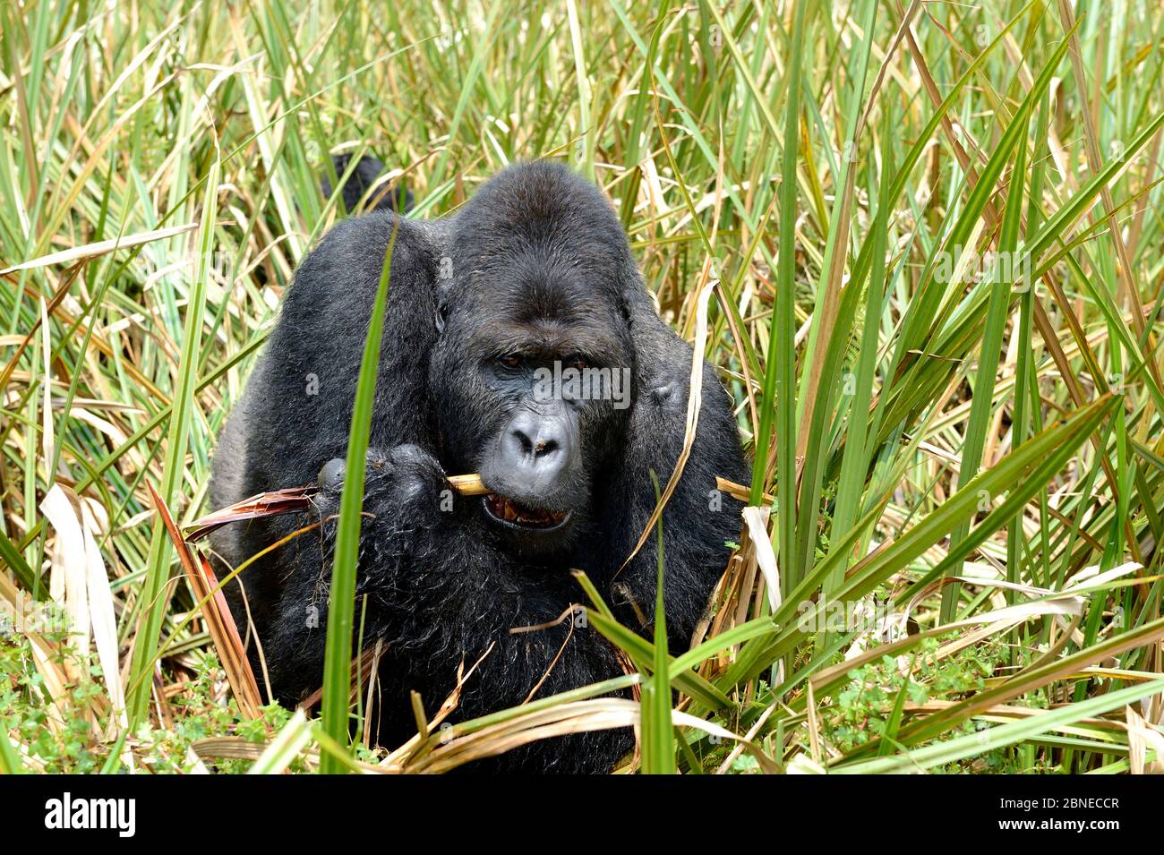 Eastern lowland gorilla hi-res stock photography and images - Alamy