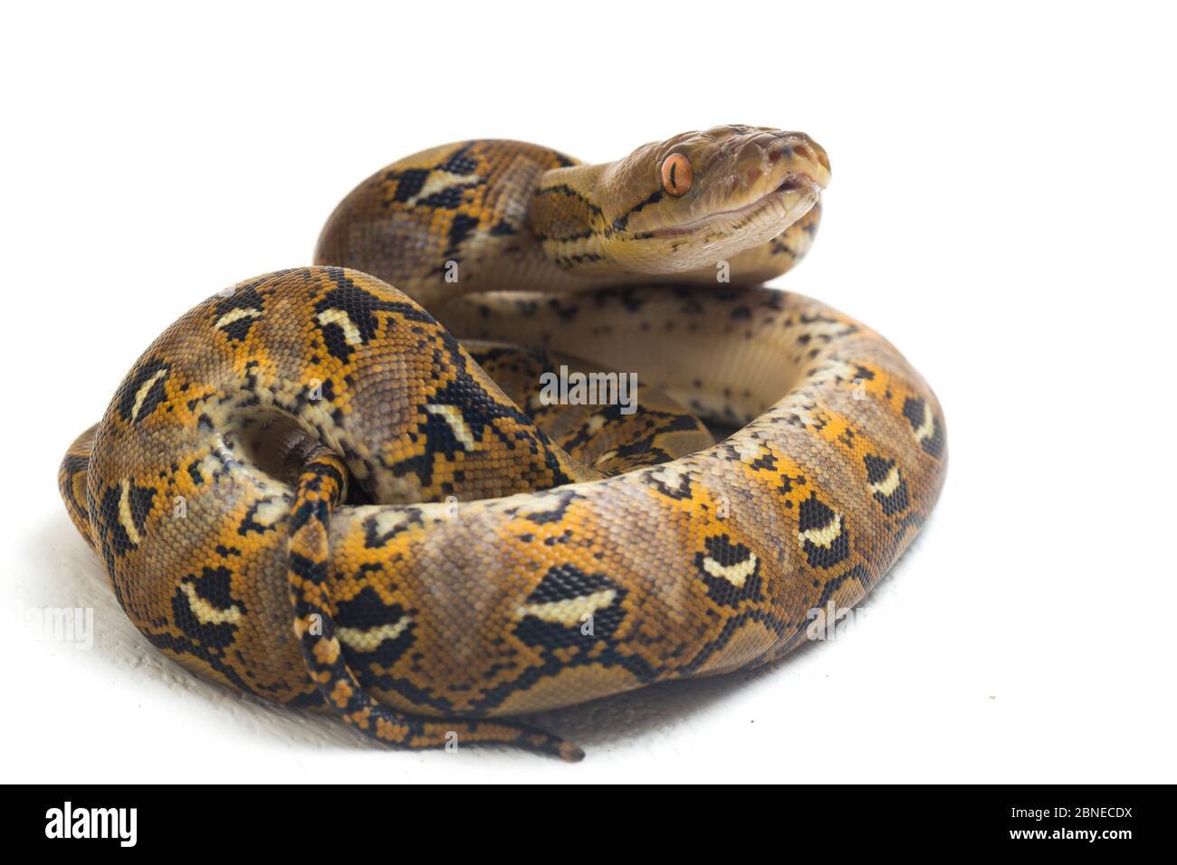 Reticulated Python (Python reticulatus) isolated on white background ...