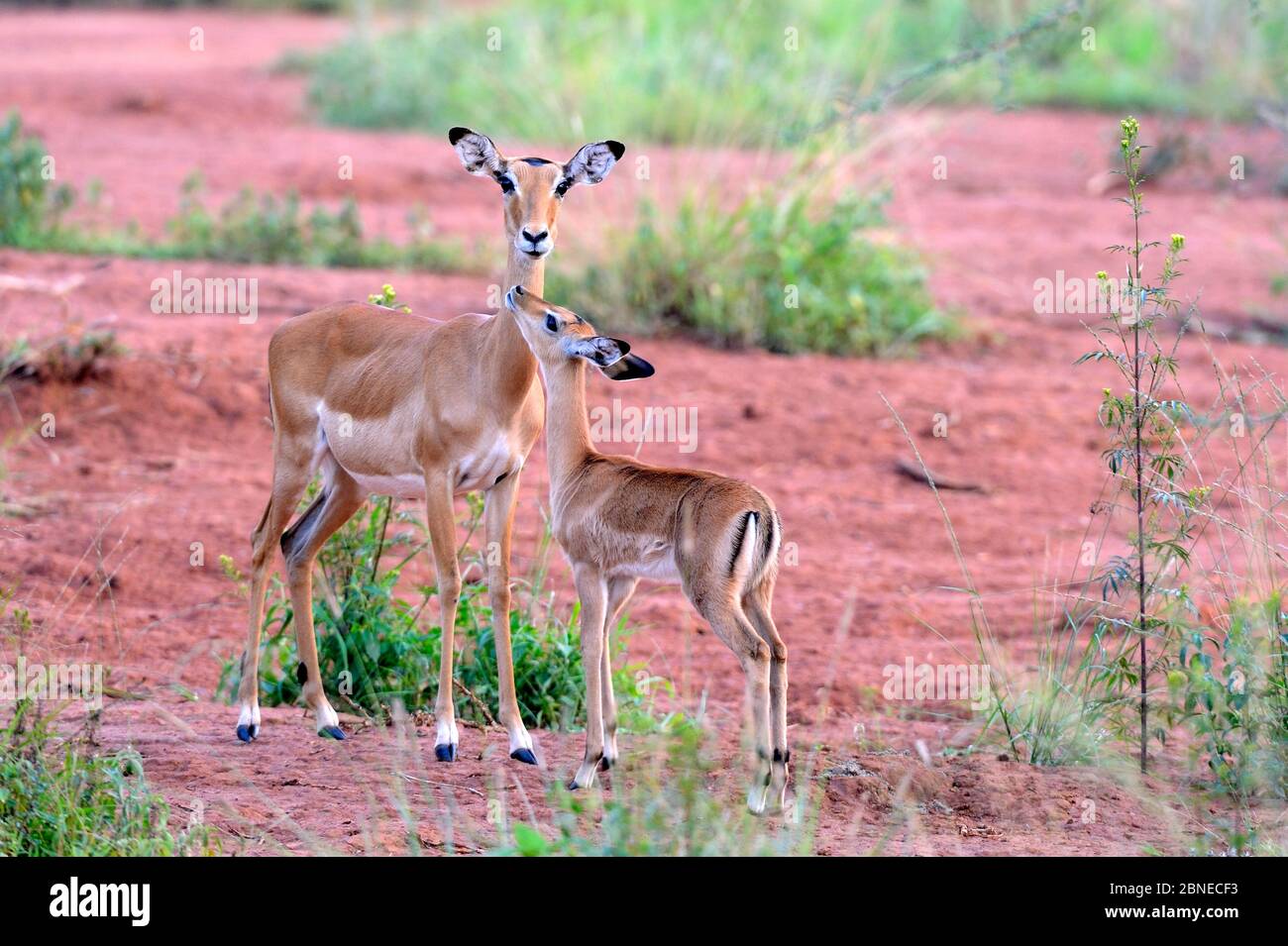 Uganda Kob (Kobus kob thomasi), female and calf, Queen Elizabeth ...