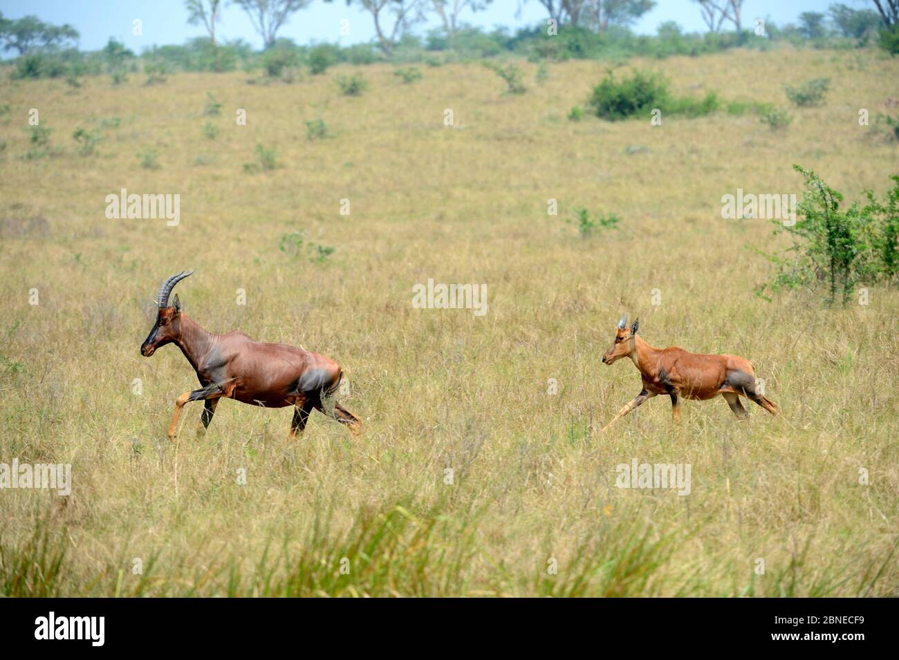 Topi (Damaliscus lunatus jimela), female and young running in the ...