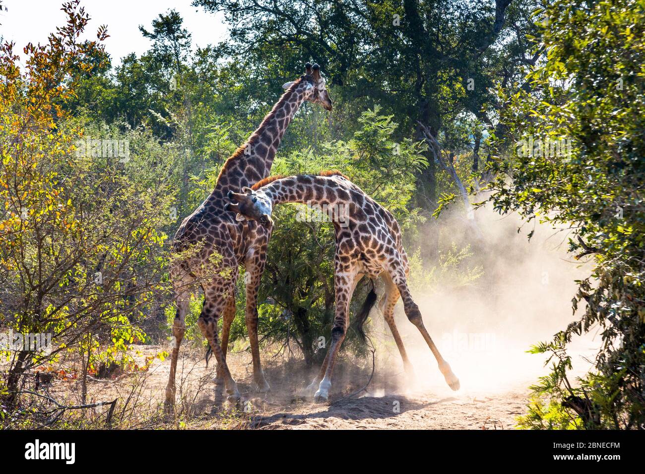Reticulated giraffes (Giraffa camelopardalis) two males fighting in the ...