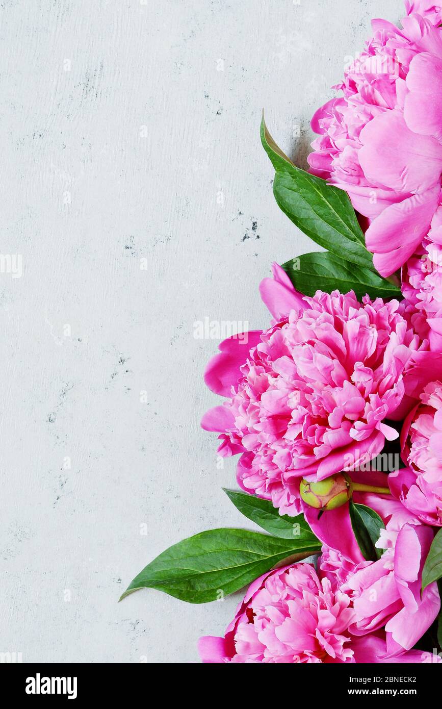 Bouquet of a lot of peonies of pink color close up. Flat lay, top view ...