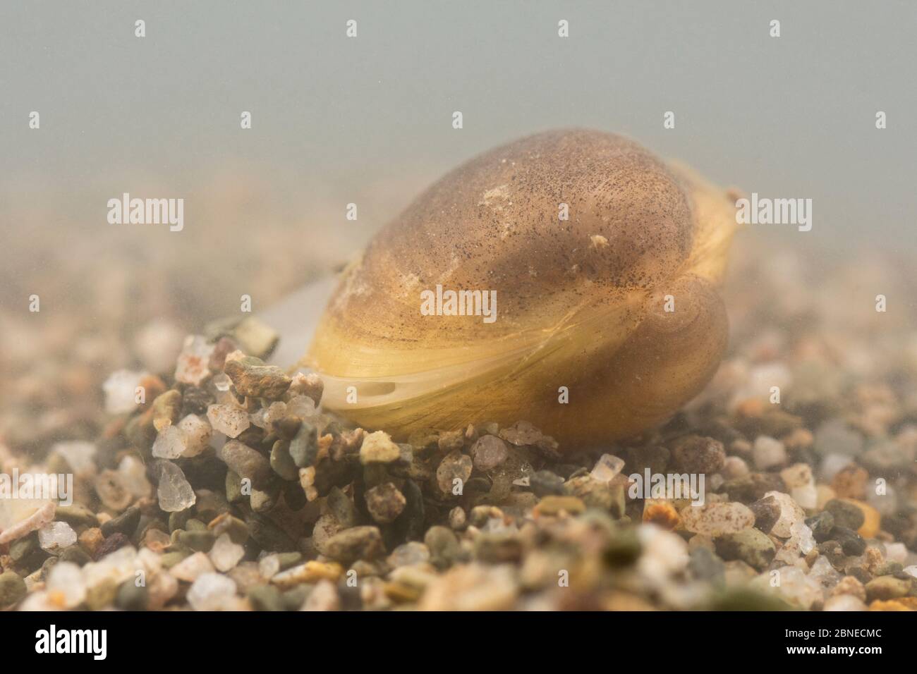 Sphaerium solidum hi-res stock photography and images - Alamy