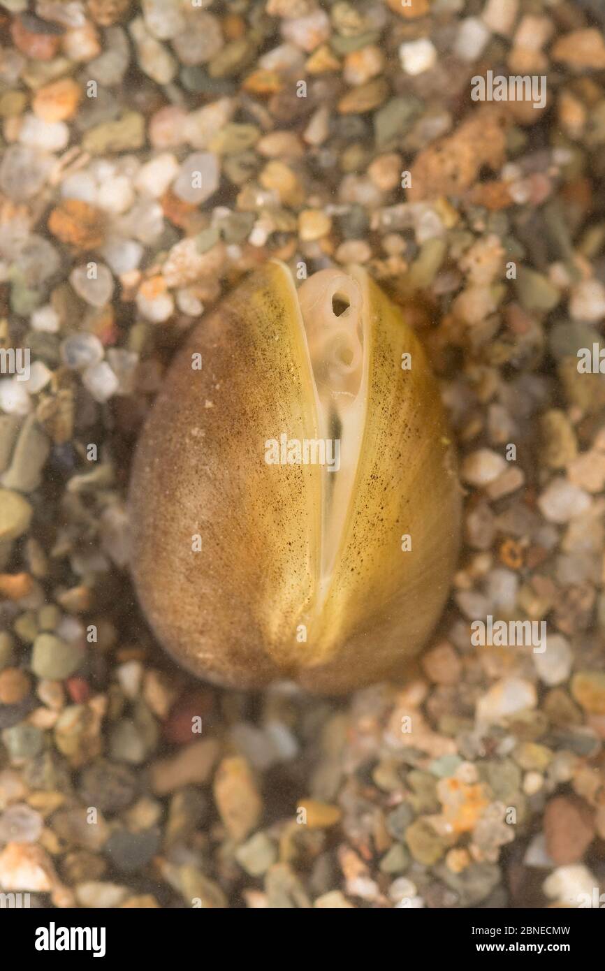 Sphaerium solidum hi-res stock photography and images - Alamy