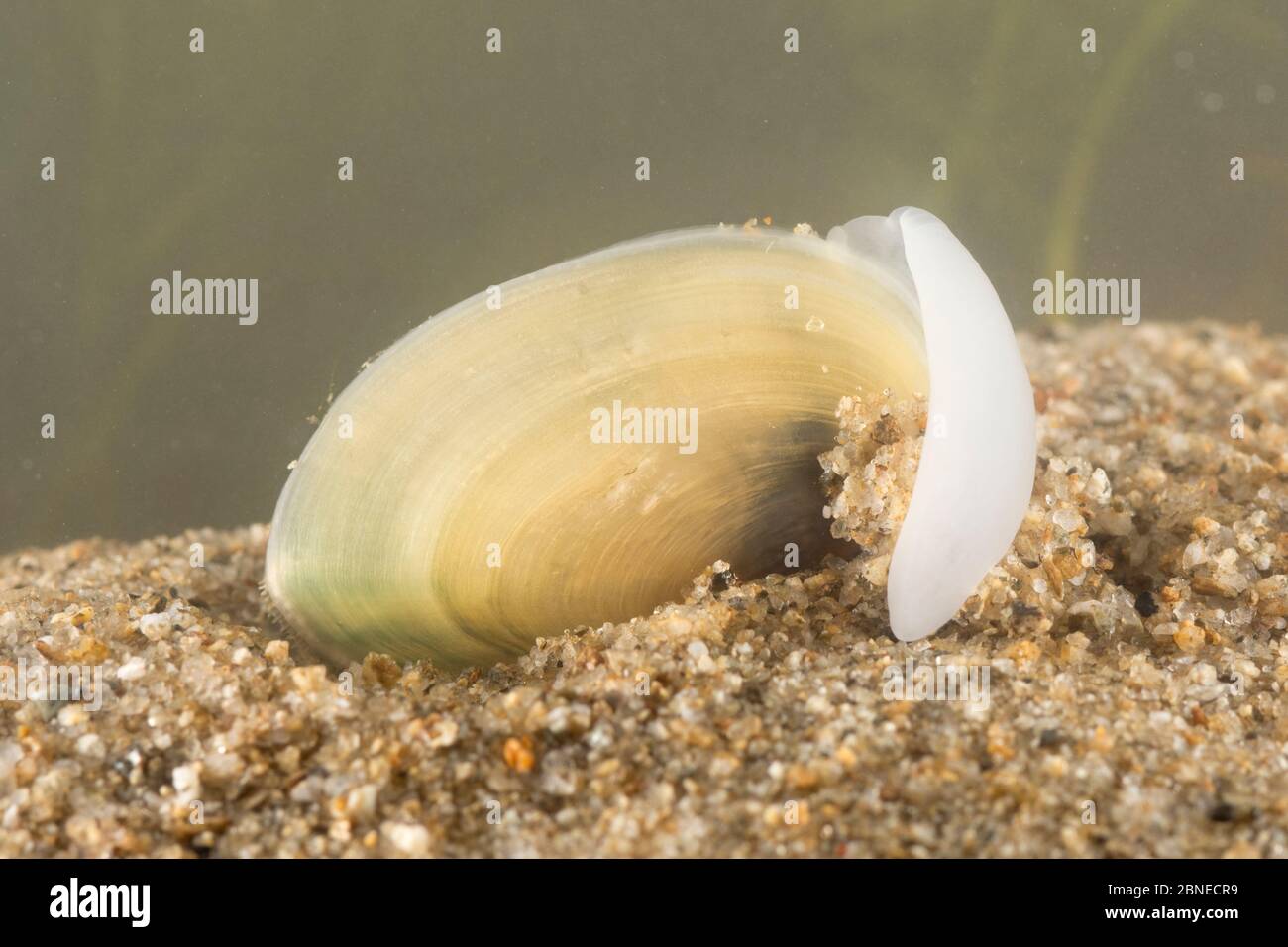 Swan mussel hi-res stock photography and images - Alamy
