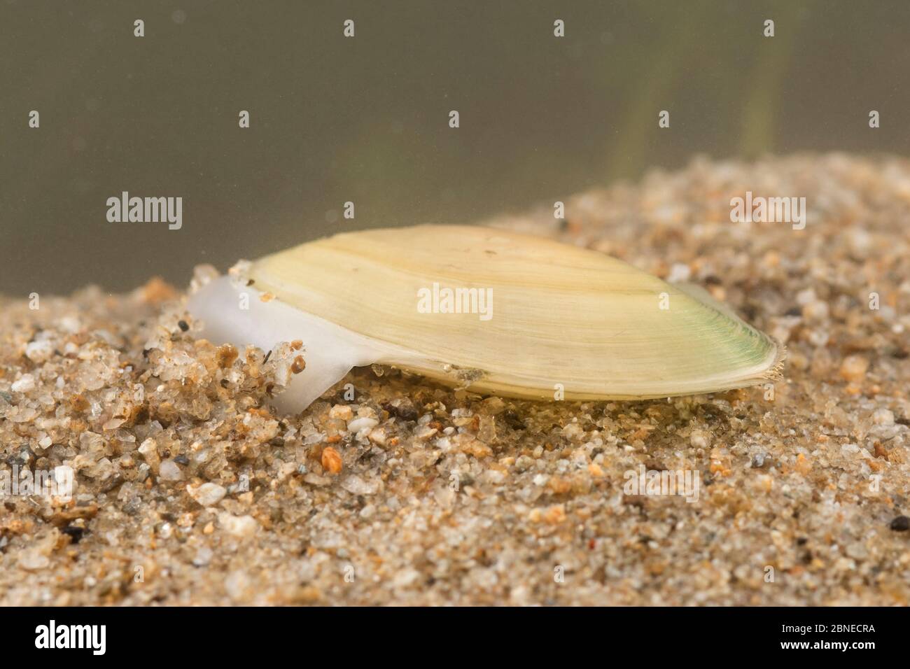 Swan mussel hi-res stock photography and images - Alamy