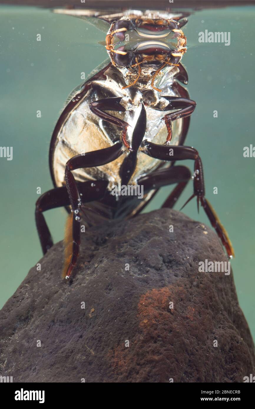 Great silver water beetle (Hydrophilus piceus) female, refilling its ...