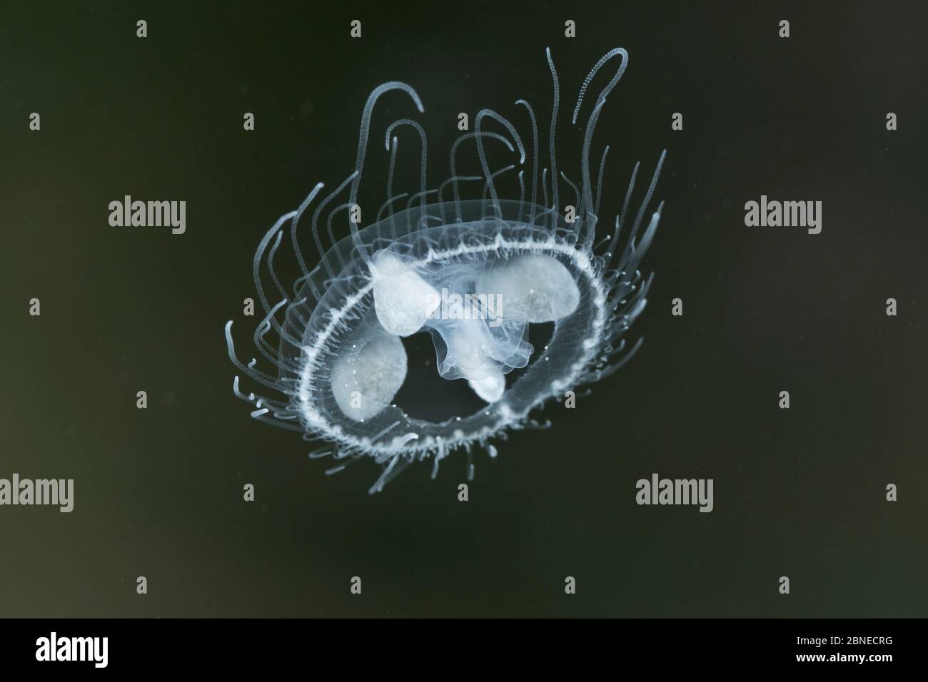 Freshwater jellyfish hi-res stock photography and images - Alamy