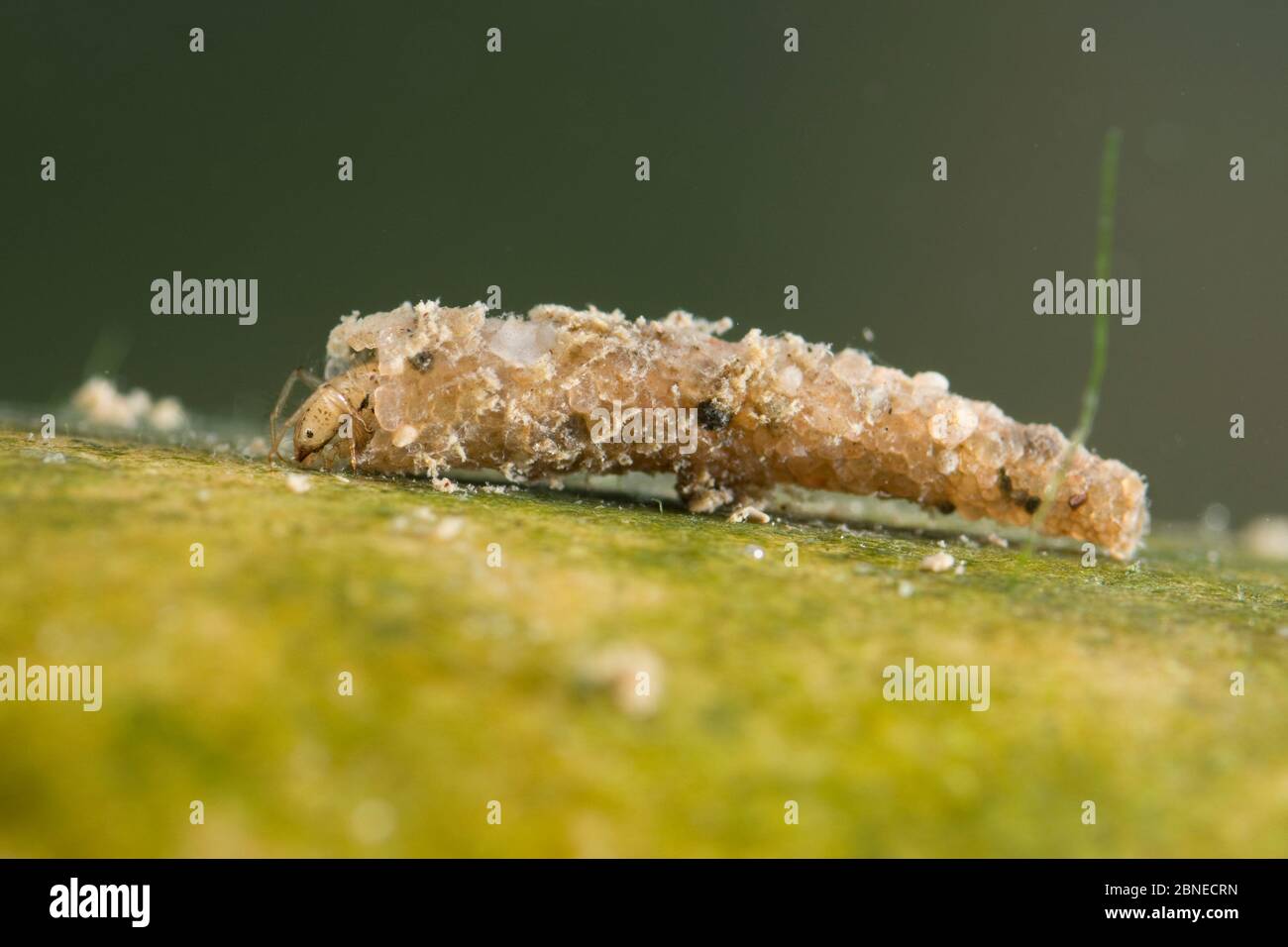 Case-building caddisfly larva (Trichoptera), Europe, August. Controlled ...
