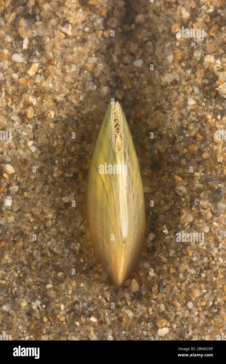 Swan mussel hi-res stock photography and images - Alamy