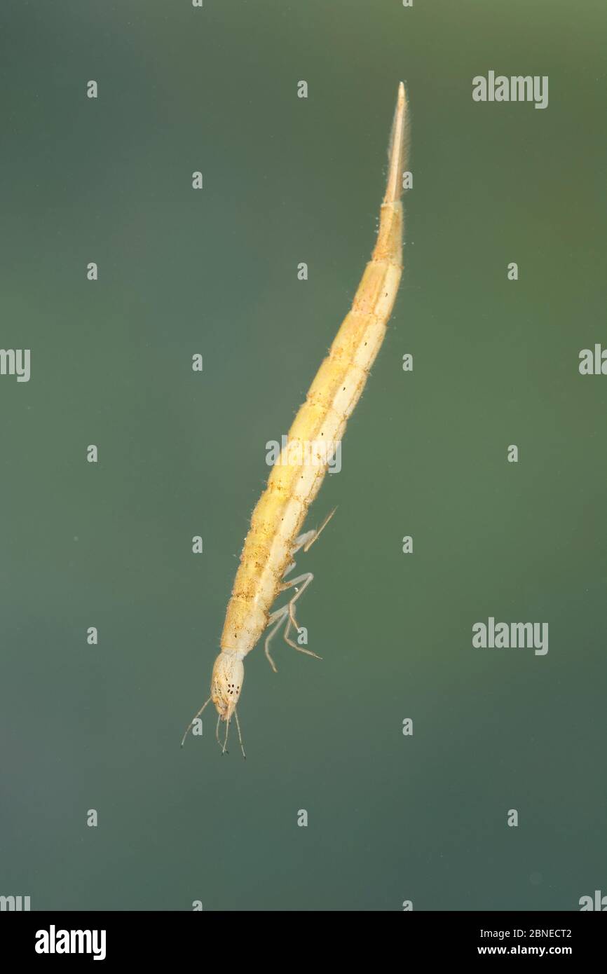 Tiger beetle larva hi-res stock photography and images - Alamy