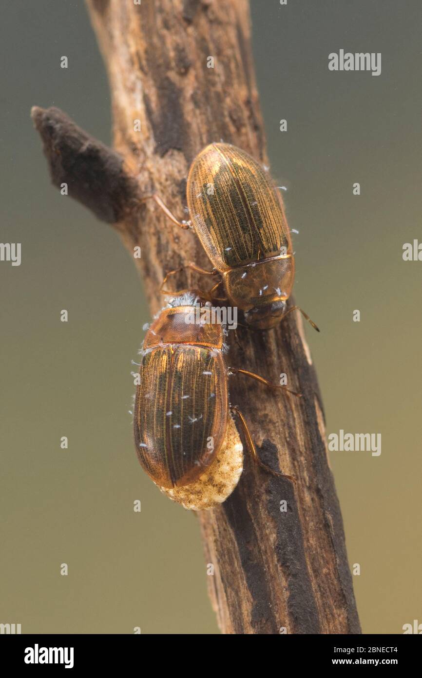 Hydrophilid beetles hi-res stock photography and images - Alamy