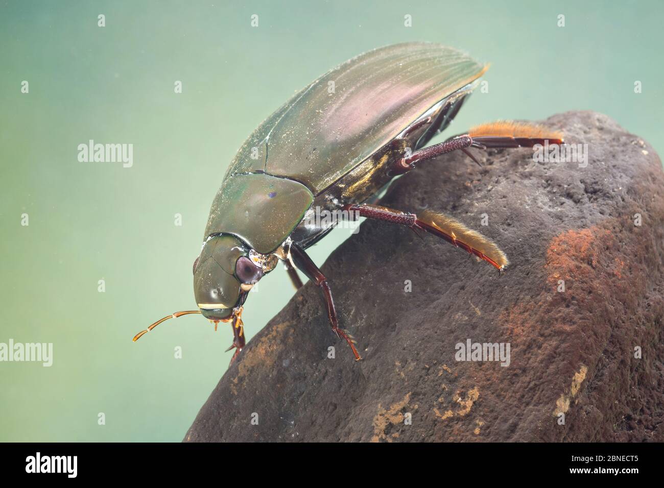 Dytiscus piceus hi-res stock photography and images - Alamy