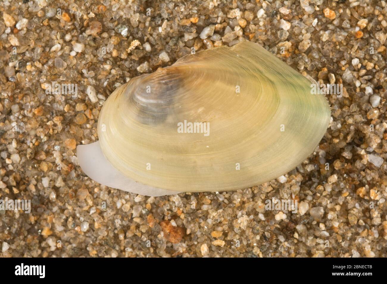 Swan mussel (Anodonta cygnea), Europe, August. Controlled conditions ...