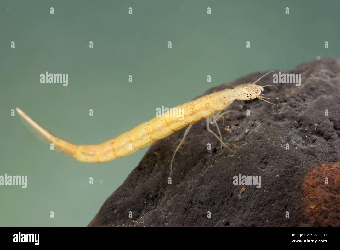 Diving beetle larva (Cybister lateralimarginalis), Europe, May ...