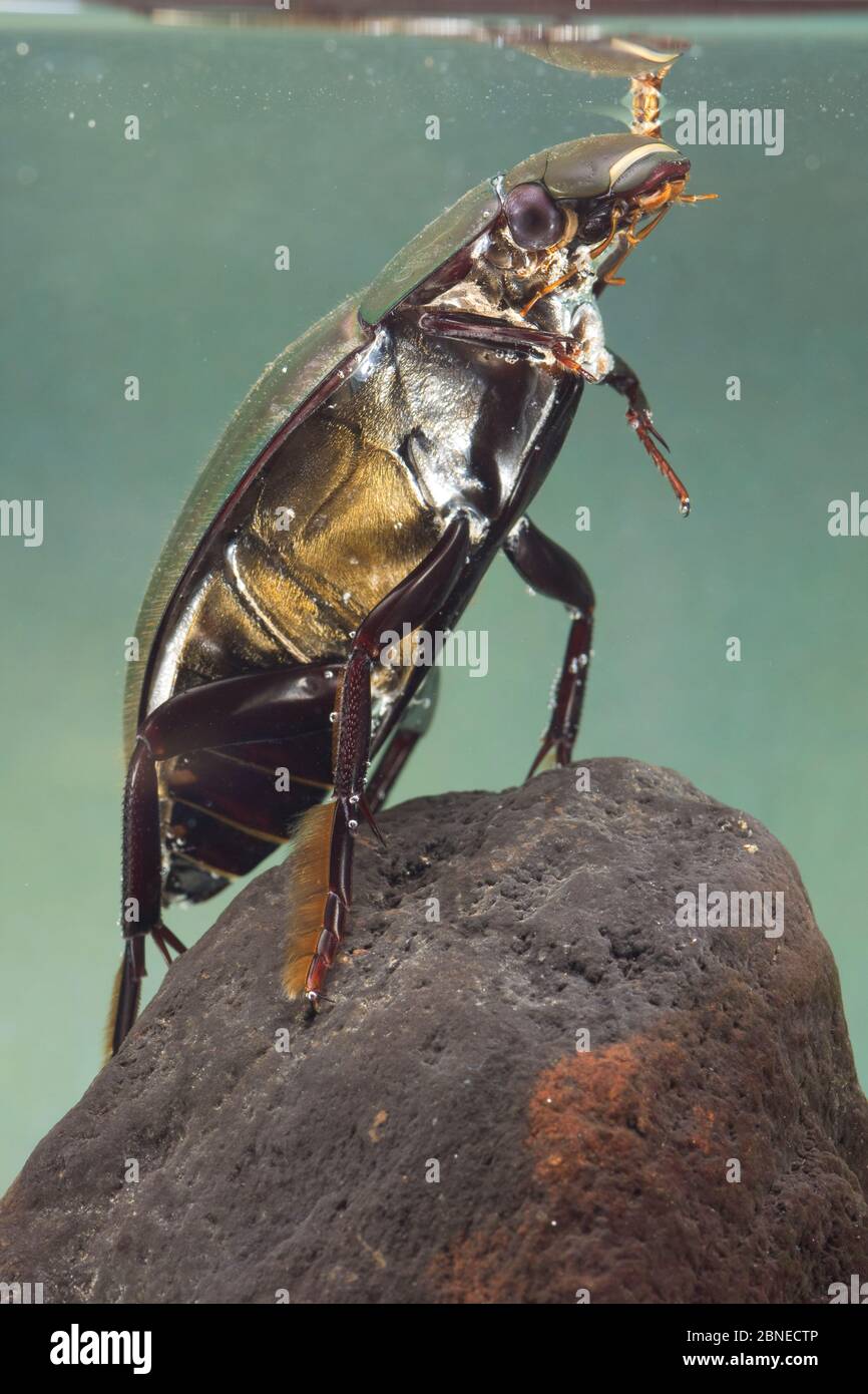 Great silver water beetle (Hydrophilus piceus) female, refilling its ...