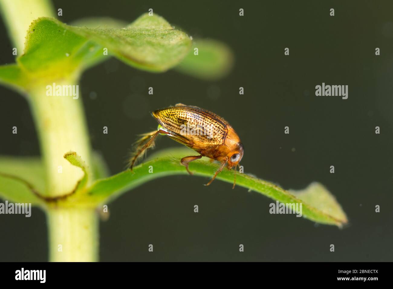 Diving beetle (Haliplus ruficollis), Europe, June. Controlled ...