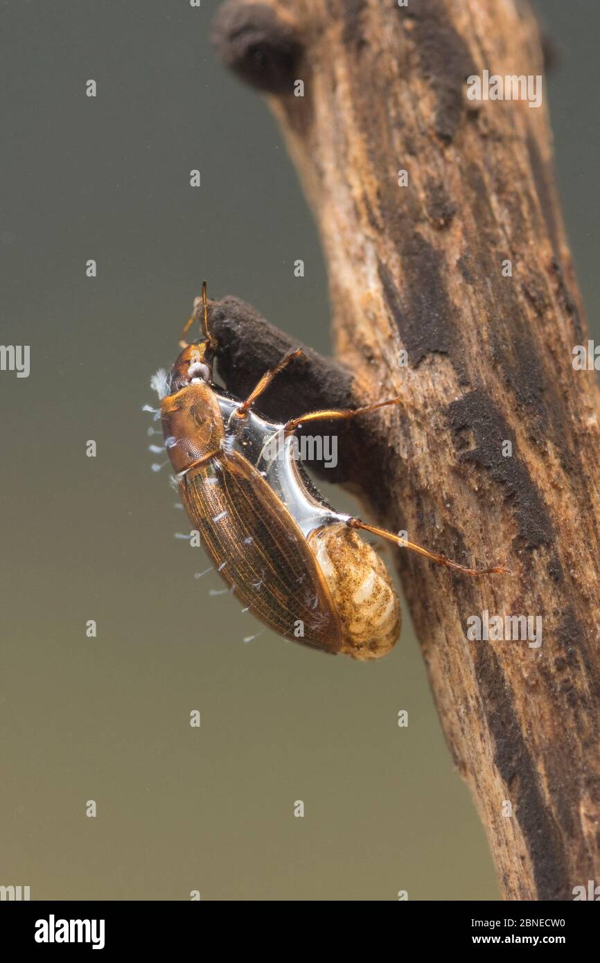 Water scavenger beetle (Helochares obscurus) female with air bubble ...