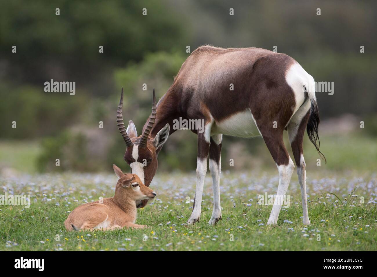 Bontebok Damaliscus Dorcas High Resolution Stock Photography and Images ...