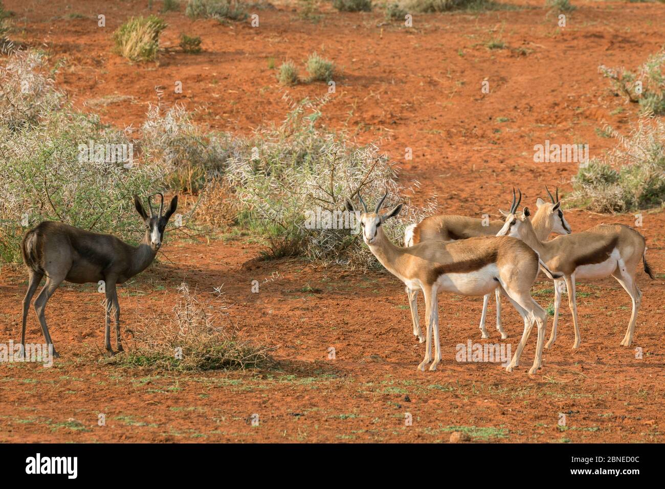 Schwarzer Springbock