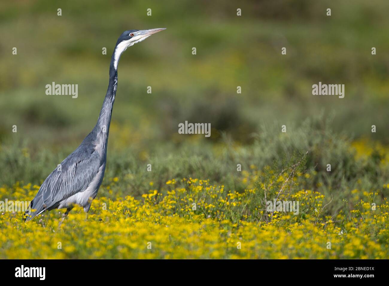 Addo birds hi-res stock photography and images - Alamy