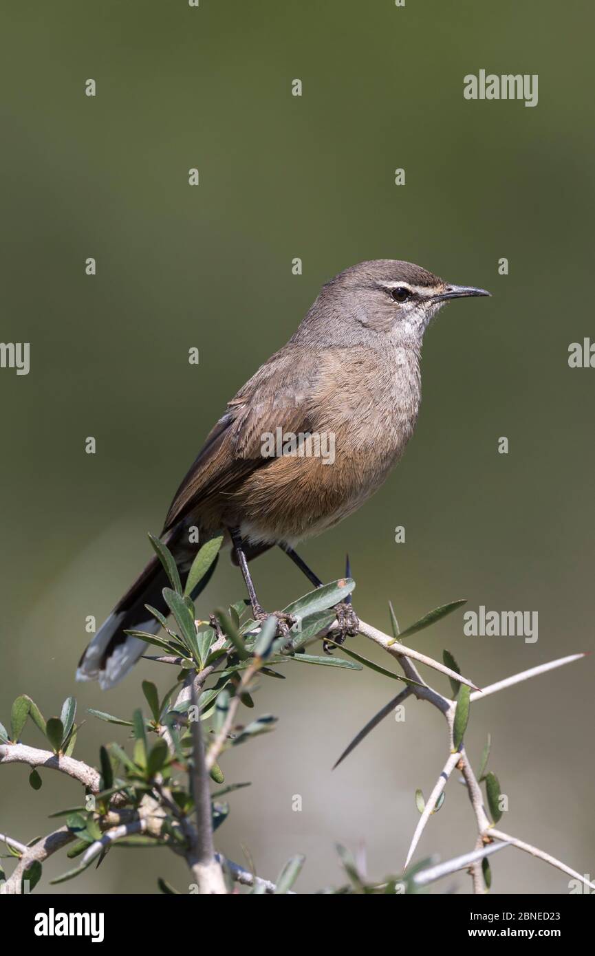 Cercotrichas corypheus hi-res stock photography and images - Alamy