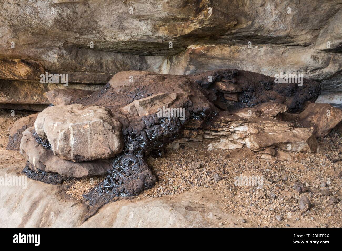 Dassie faeces hi-res stock photography and images - Alamy