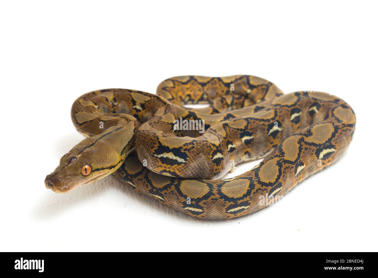 Reticulated Python (Python reticulatus) isolated on white background ...