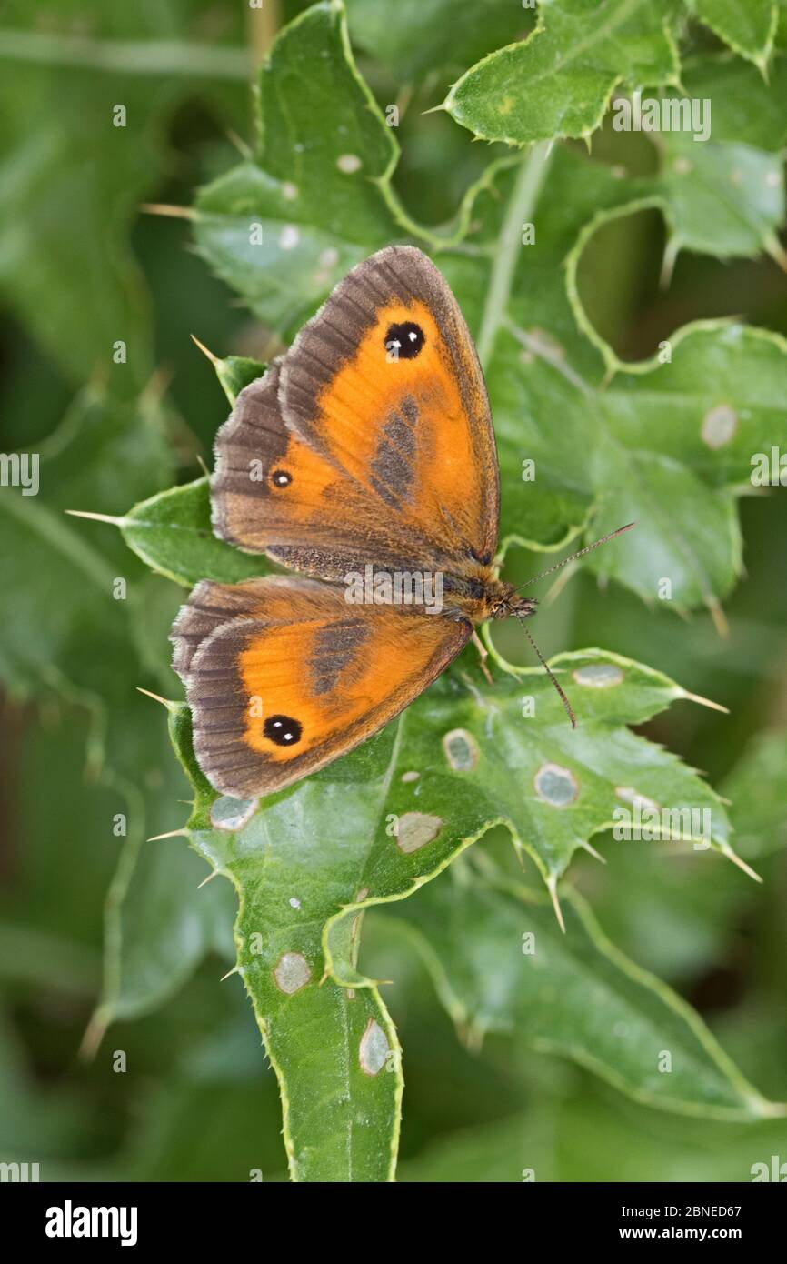 Male gatekeeper butterfly hi-res stock photography and images - Alamy