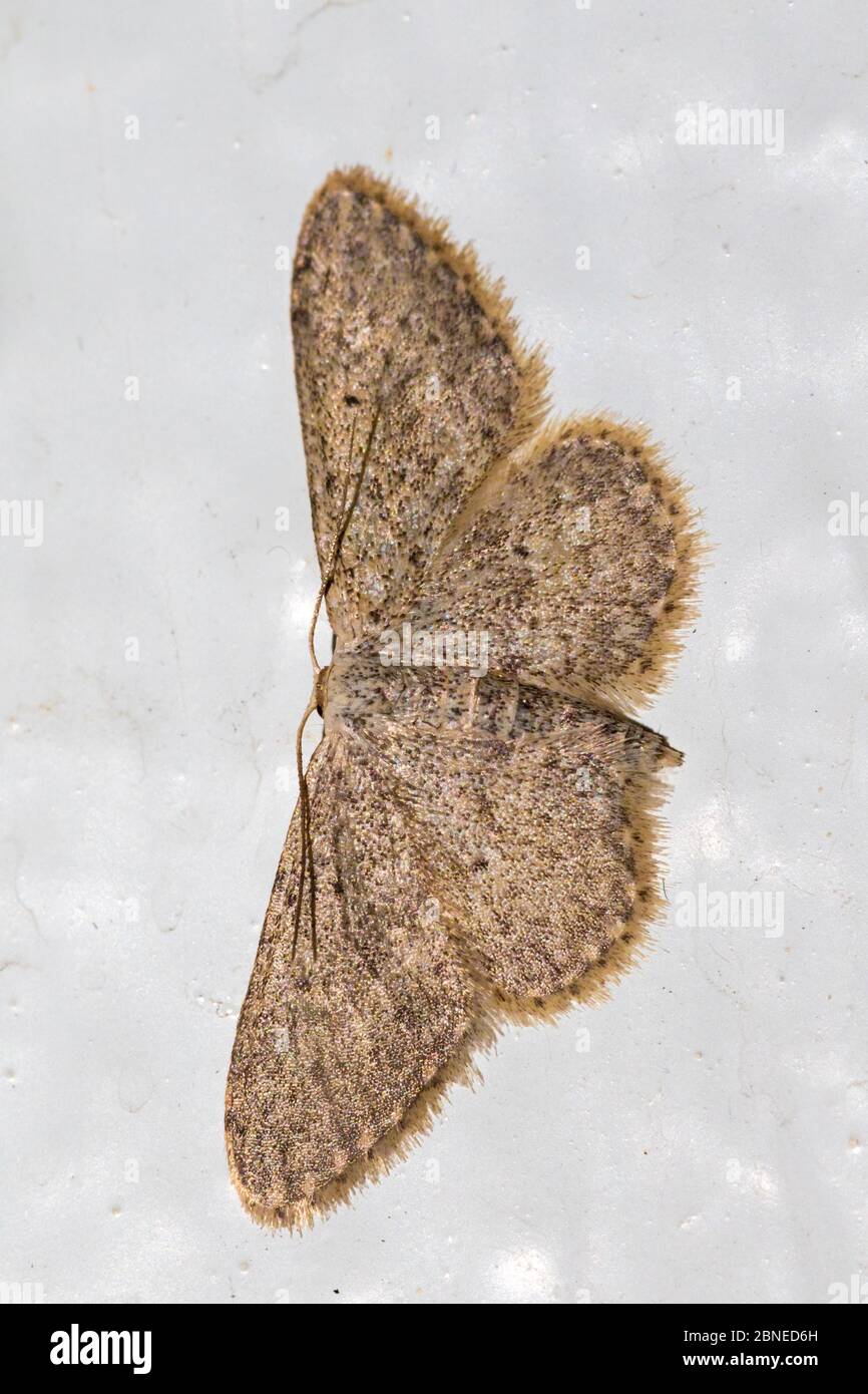 Small dusty wave moth (Idaea seriata) on whitewashed wall at night ...