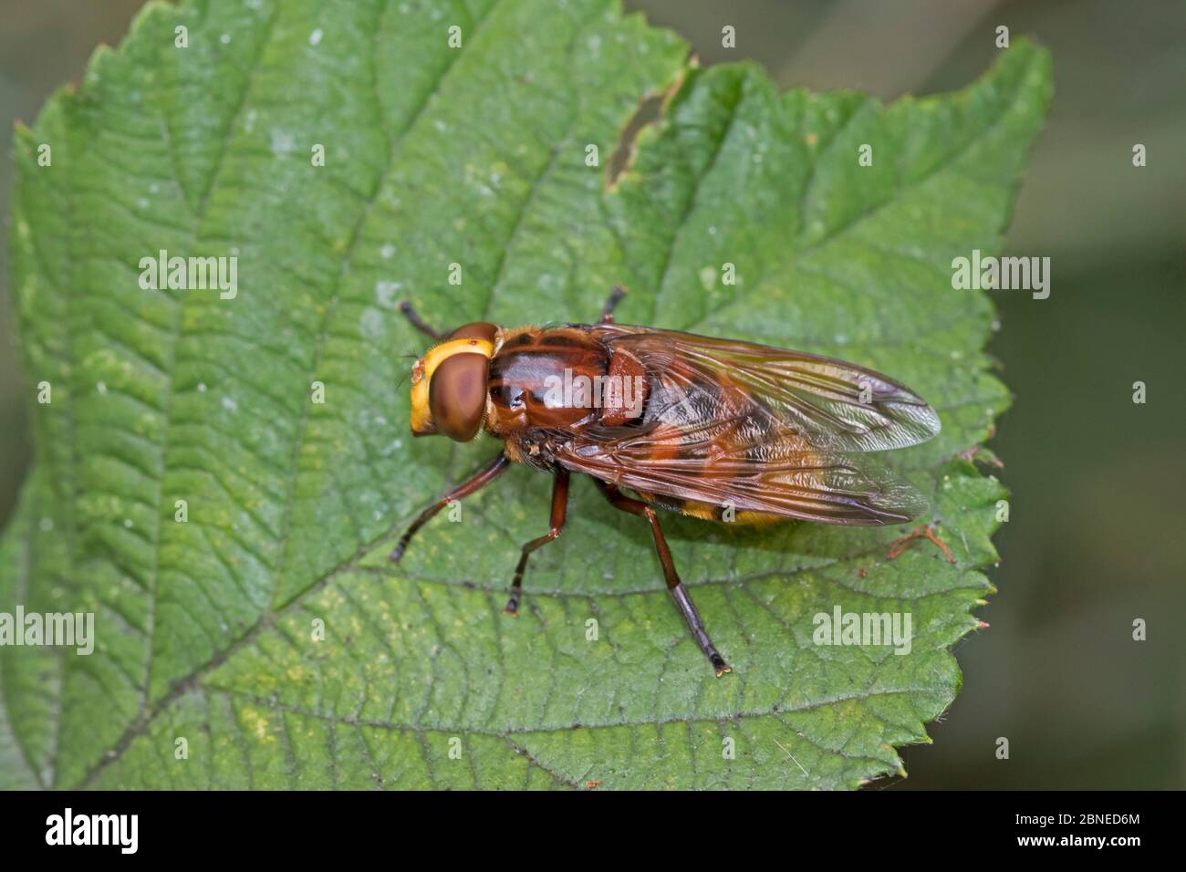 Male Hornet-mimic hoverfly (Volucella zonaria) on leaf, Brockley ...