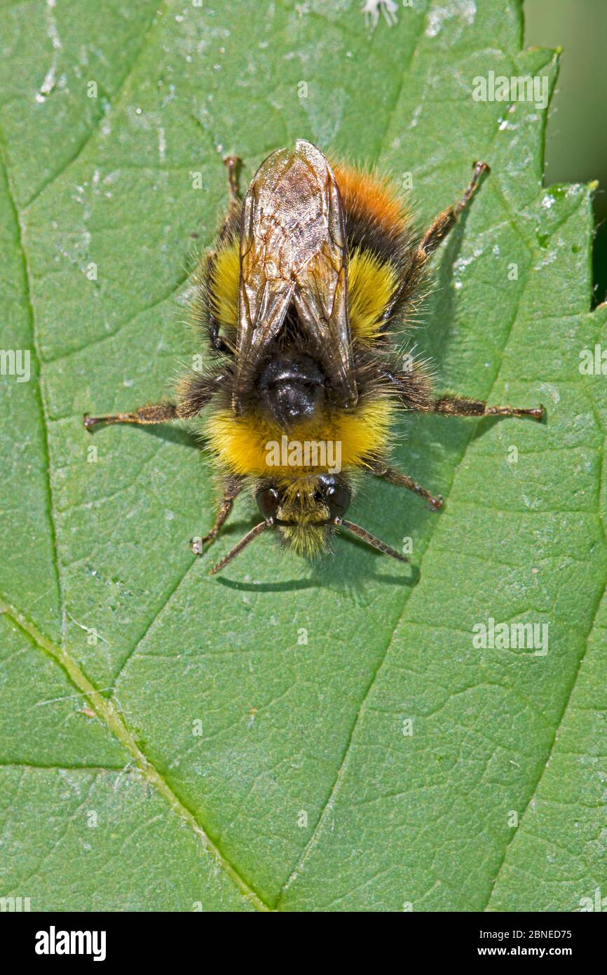Male Early bumblebee (Bombus pratorum) on leaf, Brockley Cemetery ...