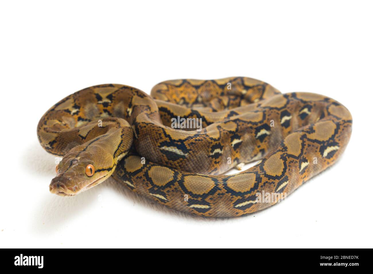 Reticulated Python (Python reticulatus) isolated on white background ...