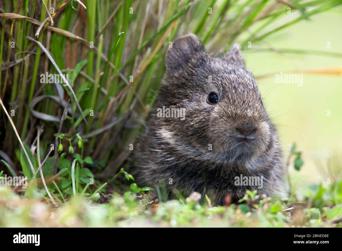 Romerolagus diazi hi-res stock photography and images - Alamy