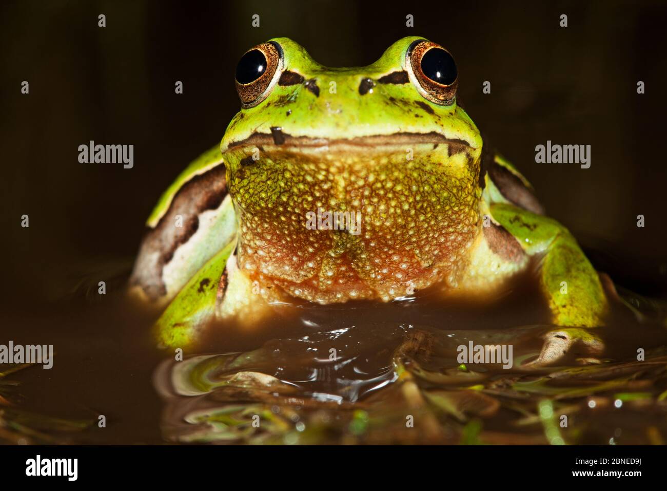 Ridged Tree Frog (Hyla plicata), Milpa Alta Forest, Mexico, September ...