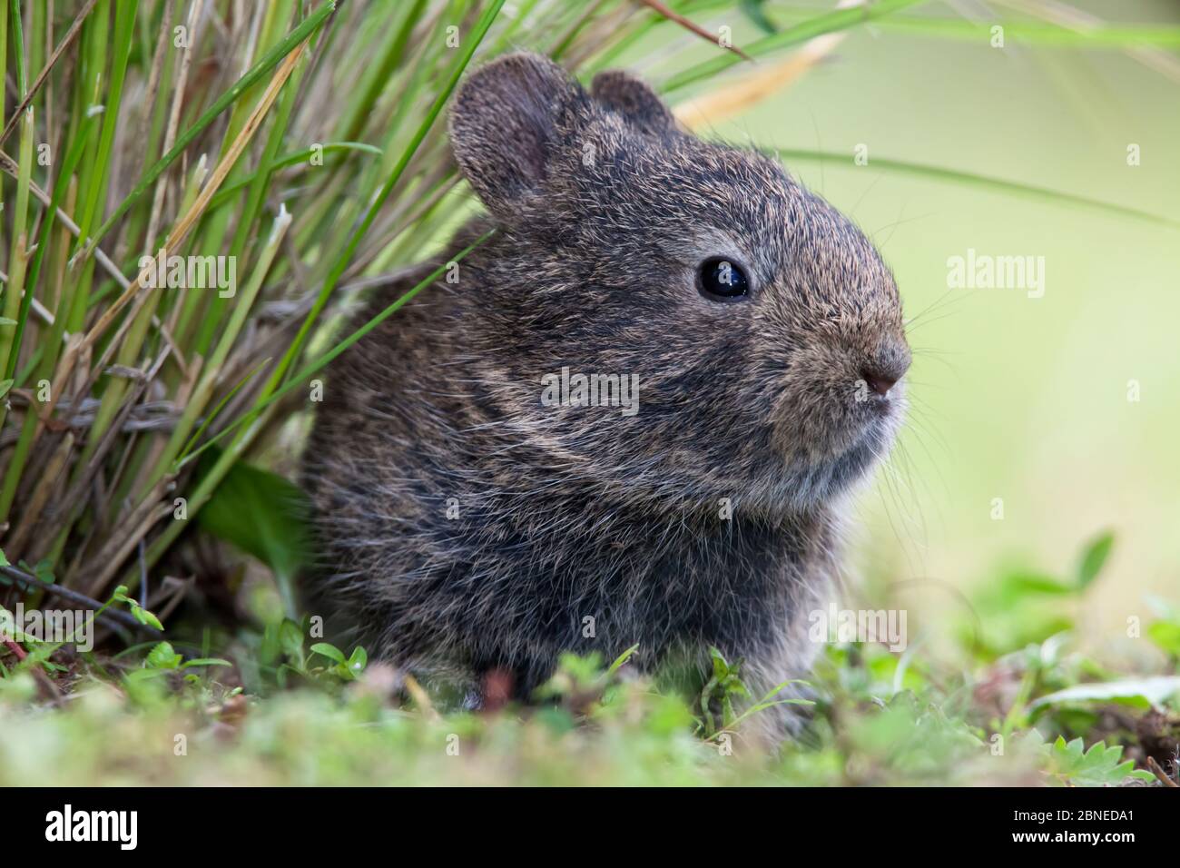 Volcano Rabbit