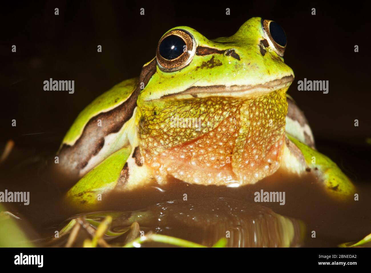Ridged Tree Frog (Hyla plicata), Milpa Alta Forest, Mexico, September ...