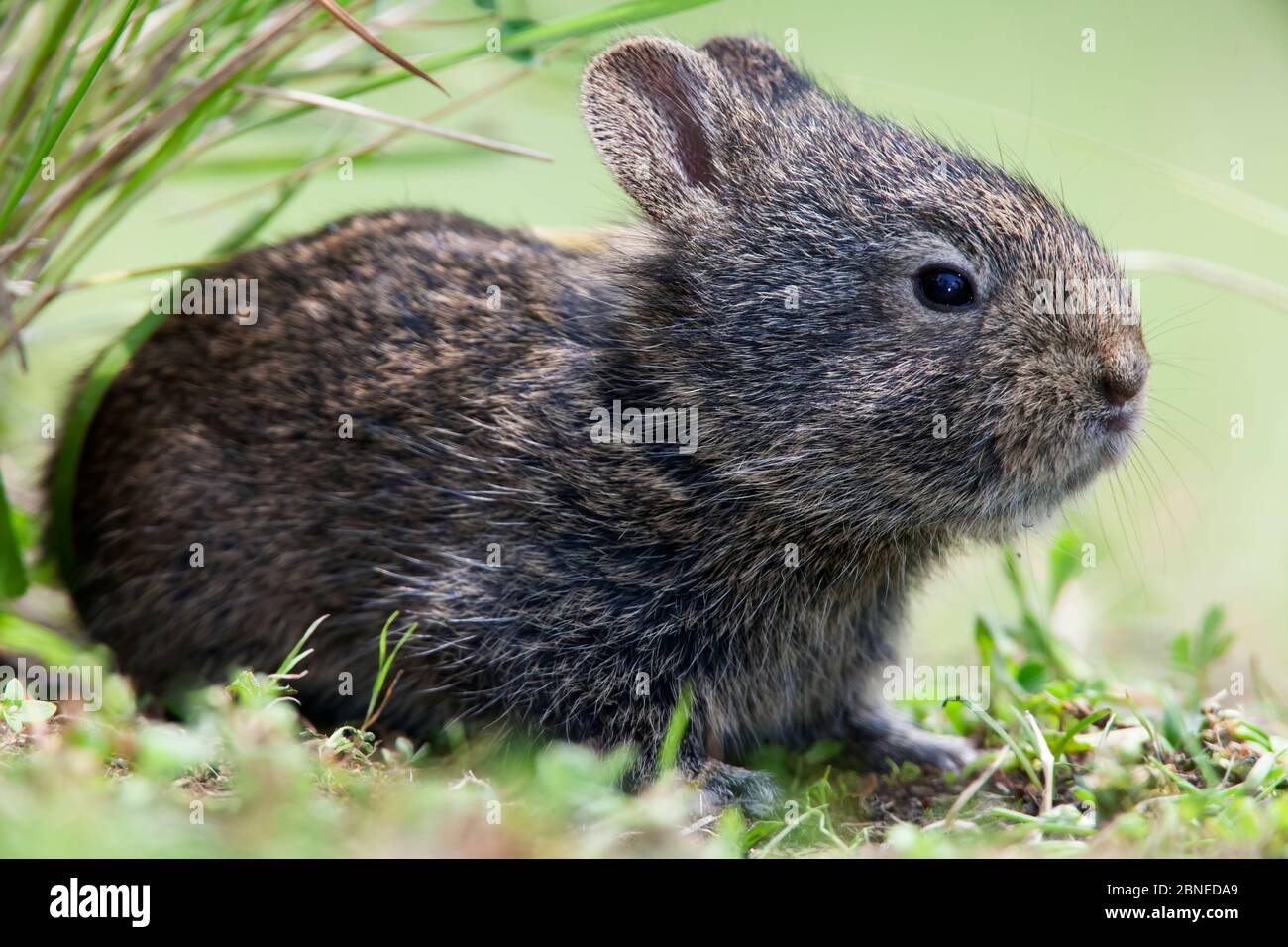 Volcano rabbit (Romerolagus diazi) Milpa Alta Forest, Mexico, September ...