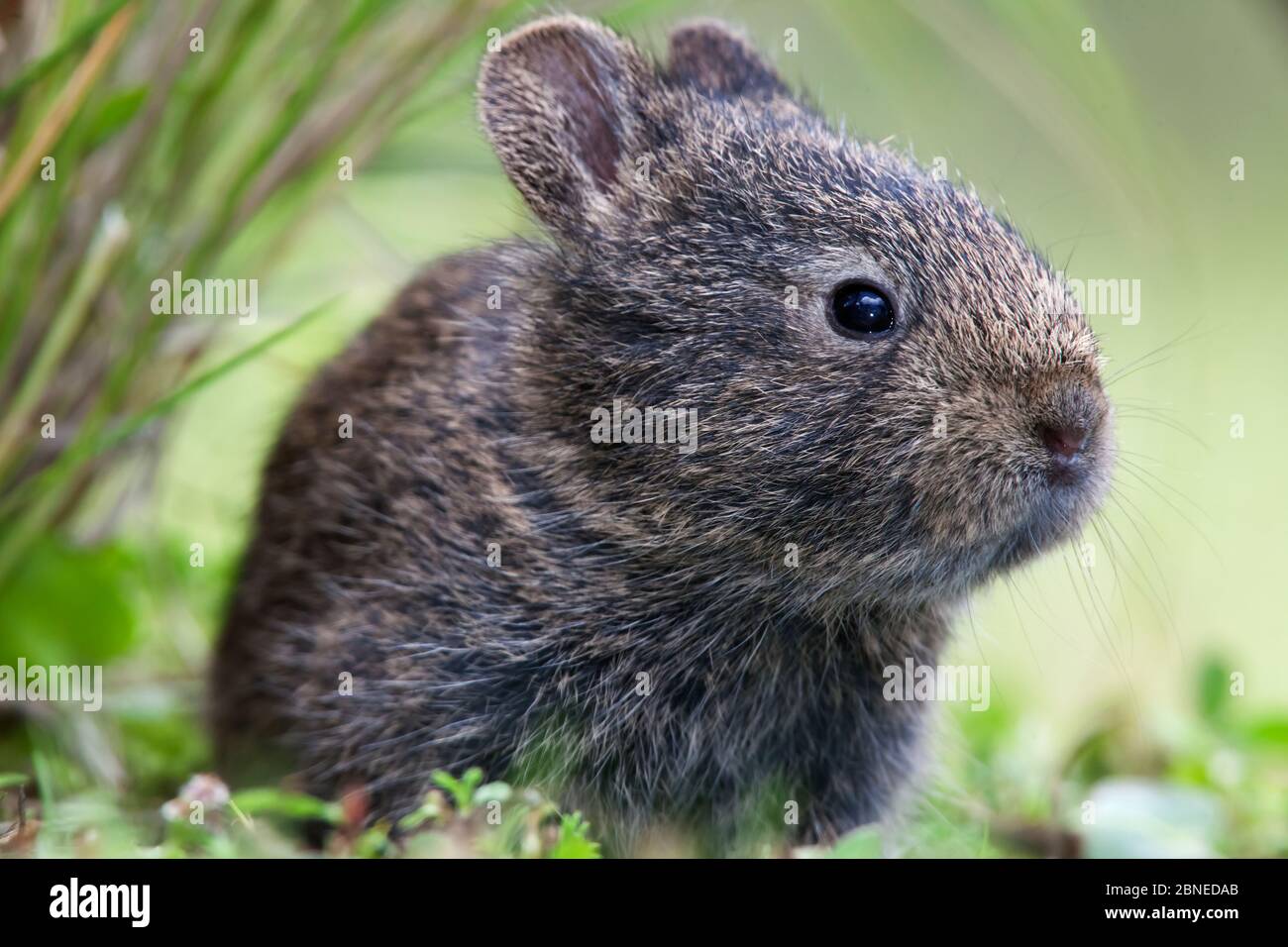 Volcano rabbit (Romerolagus diazi) Milpa Alta Forest, Mexico, September ...