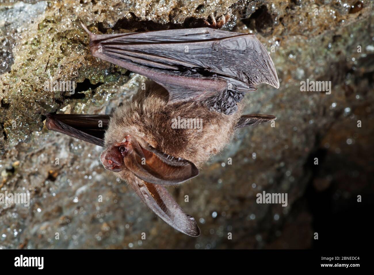 Townsend's big-eared bat (Corynorhinus townsendii) roosting, Milpa Alta ...